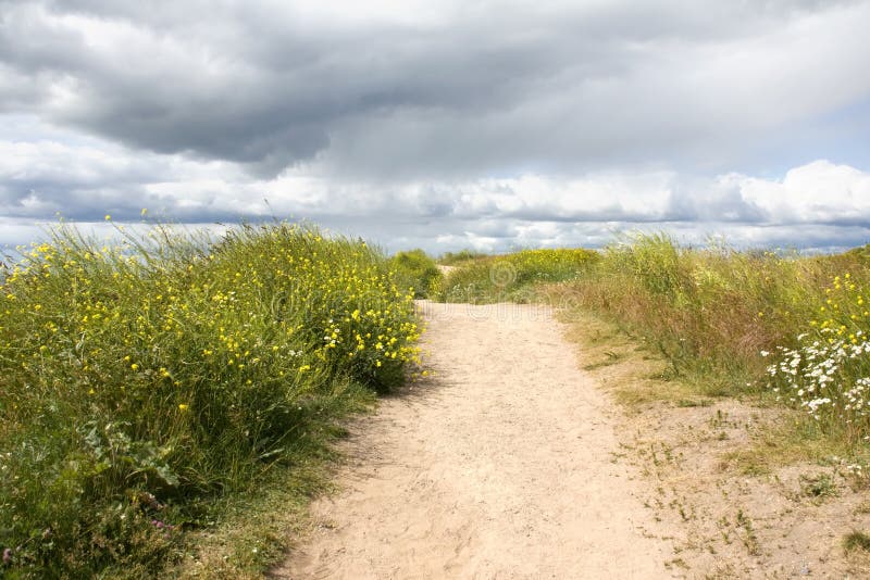A sand road stock photo. Image of trees, sand, green - 99082390