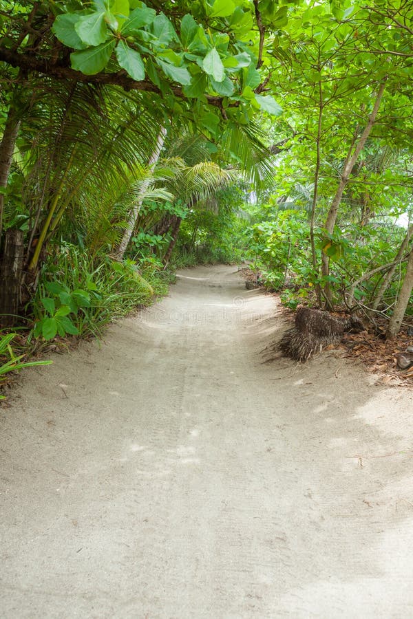 Sand Road To the Beach in Tropical Forest Stock Photo - Image of jungle ...