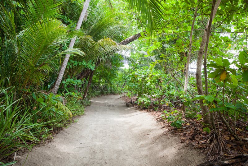 Sand Road To the Beach in Tropical Forest Stock Image - Image of rica ...