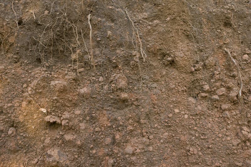 Sand Rock Texture with Roots. Background Stock Image - Image of ...