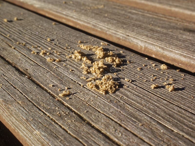 Sand Scattered on the Board in Autumn Stock Image - Image of grain ...