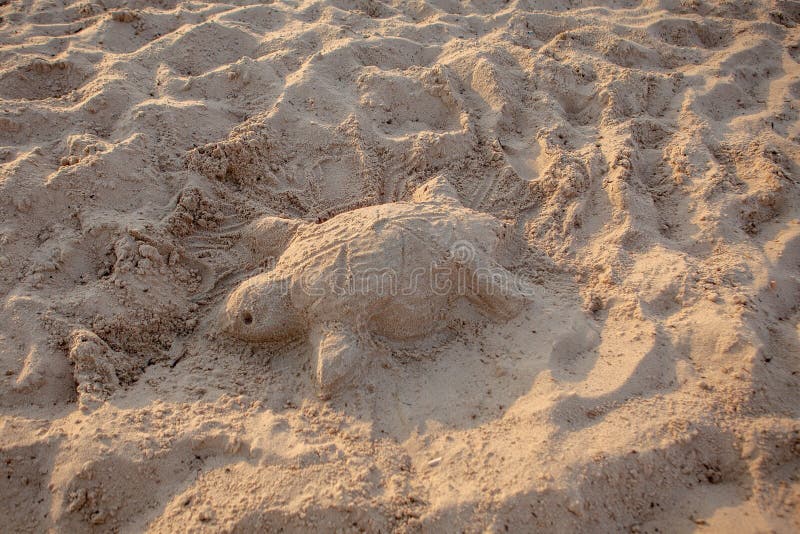 Sand Sculpture of a Sea Turtle Stock Image - Image of newborn, carving ...