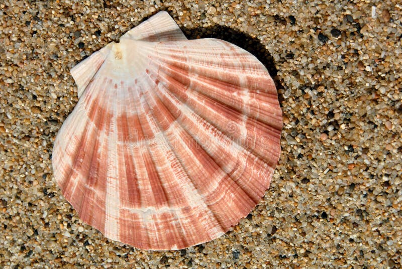 Sand and Sea Shell stock photo. Image of background, shellfish - 3165396