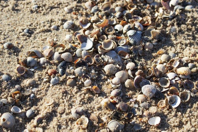 Sand and Sea Shells Texture Stock Image - Image of surface, seashell ...