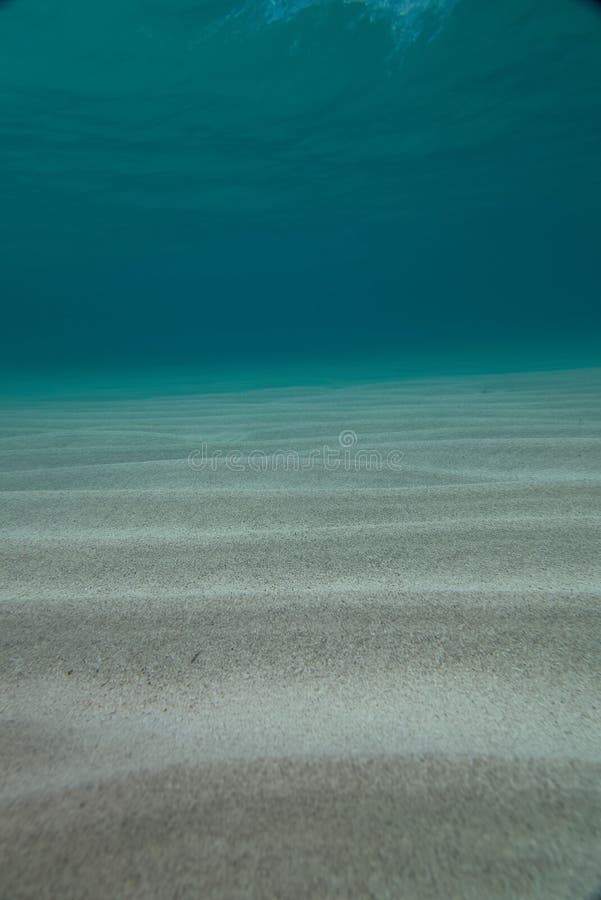 Sand seafloor underwater stock photo. Image of shot - 261537990