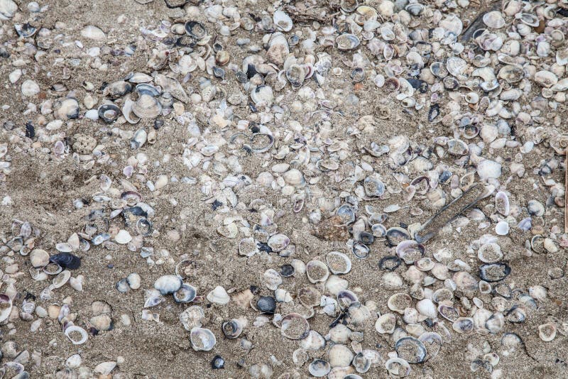 Sand and Seashell Wallpaper Stock Photo - Image of pattern, nature ...