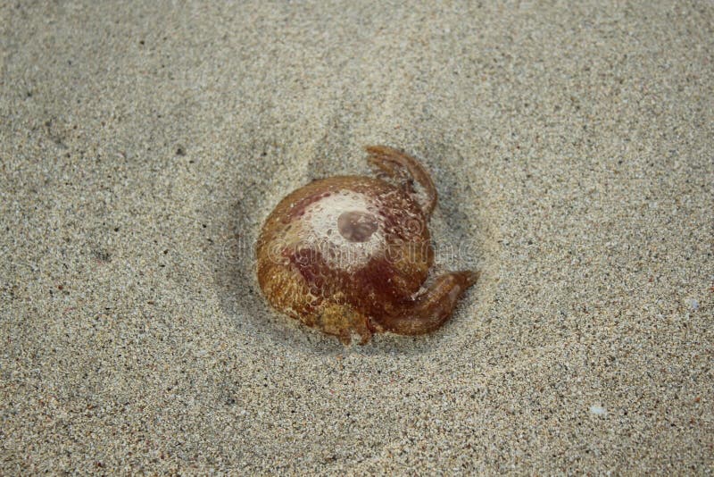 Sand Seashell Water Blue Holliday Stock Photo - Image of rock, food ...