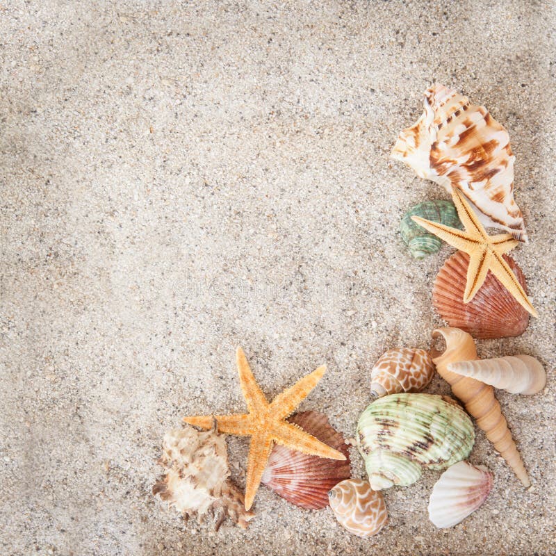Sand with Seashells and Starfish Stock Image - Image of island, journey ...