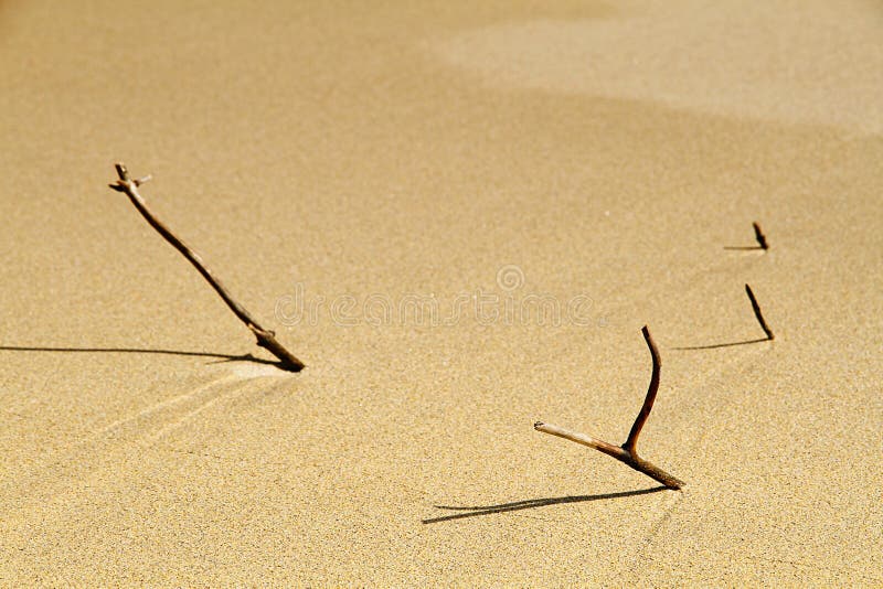 Sand shapes stock image. Image of plant, nature, minimal - 25588729
