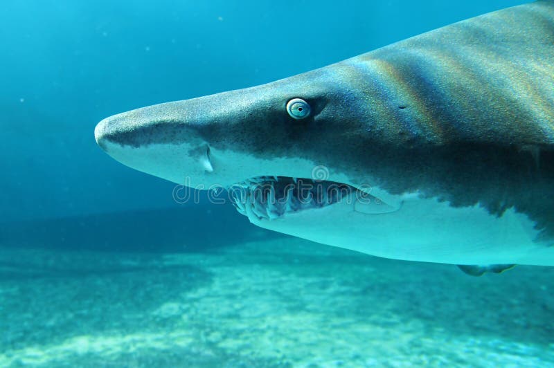 Shark stock image. Image of deep, blue, predatory, underwater - 7804695