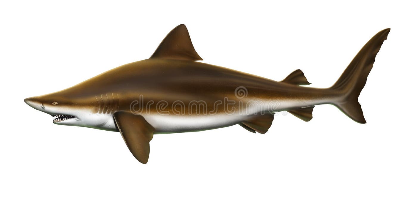 Shark Side View Stock Illustrations – 444 Shark Side View Stock ...