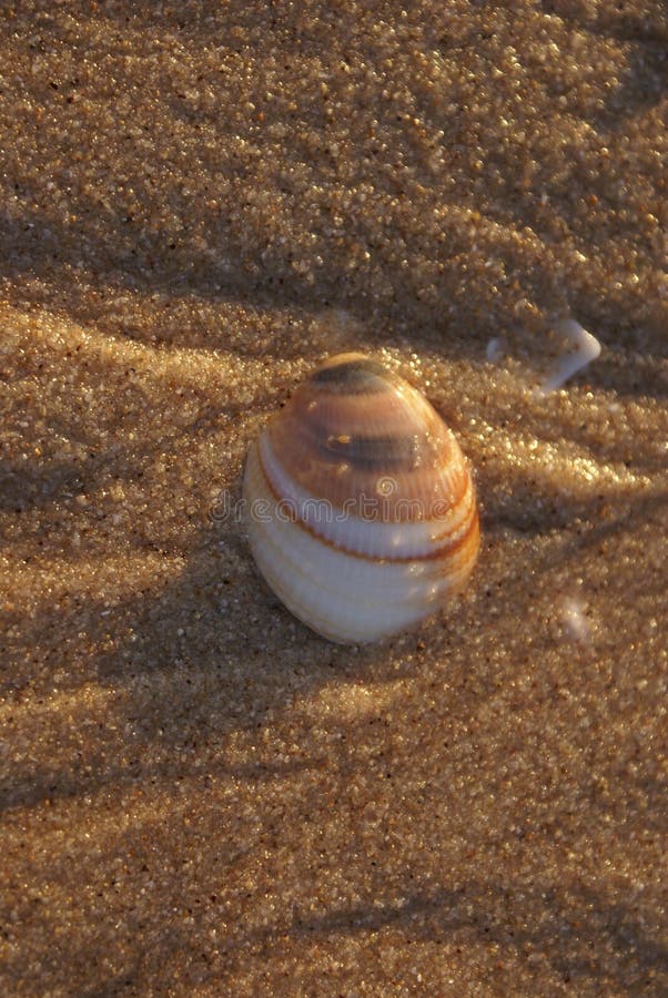 Sand and shell stock image. Image of coastline, smiling - 11022127