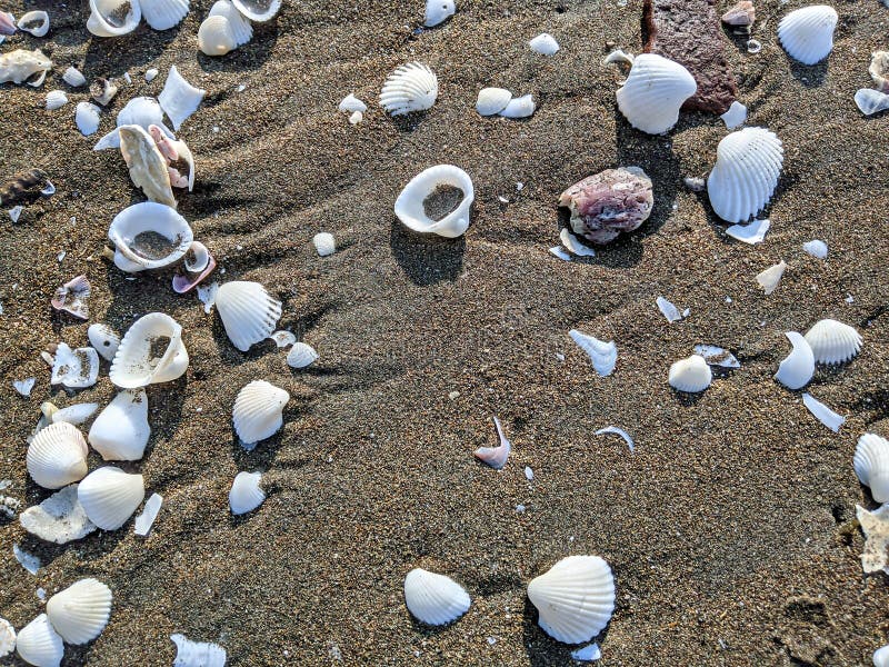 Shellb Stock Photos - Free & Royalty-Free Stock Photos from Dreamstime