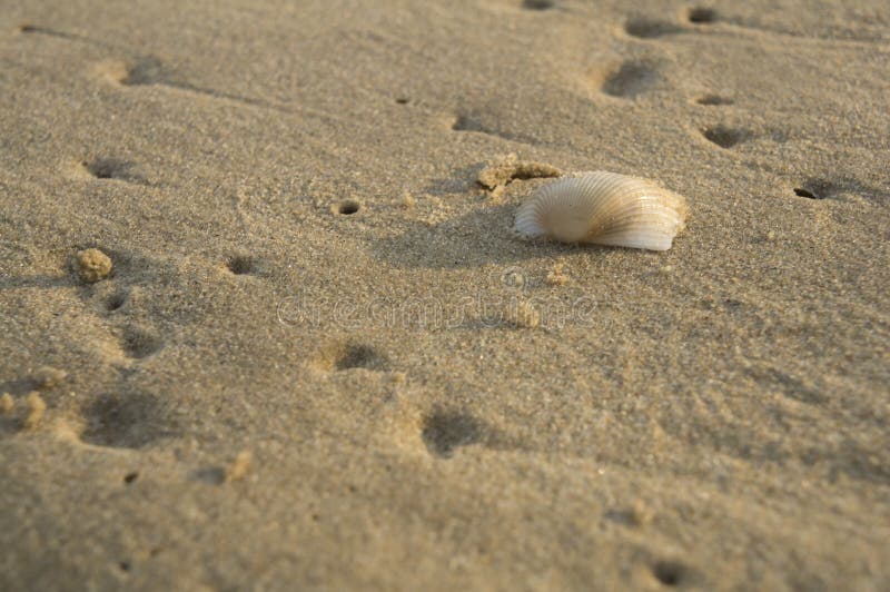 Sand Shell Beach Animal Hole Dot on Ground Stock Image - Image of ...