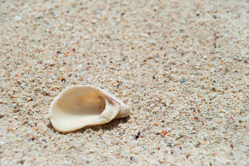 Sand and shell stock image. Image of locations, climate - 77886285