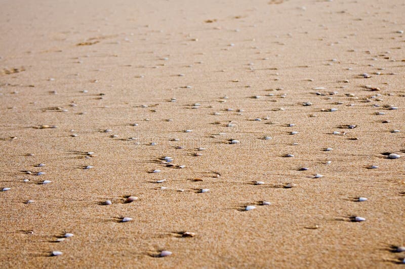 Sand and shell texture stock photo. Image of life, coastline - 31597952