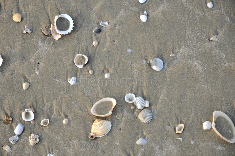 Sand with shells stock photo. Image of natural, beach - 19253894