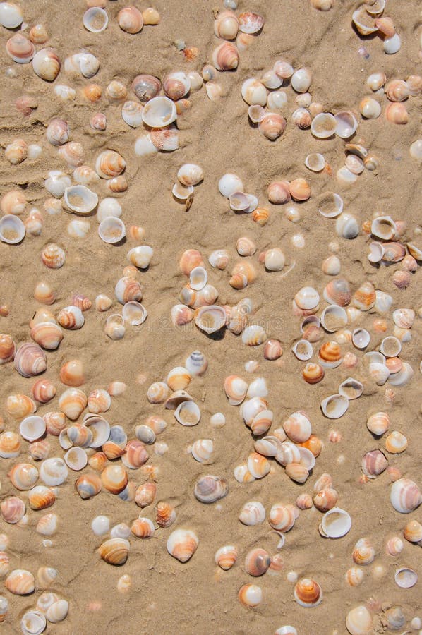 Sand and shells background stock image. Image of design - 46456729