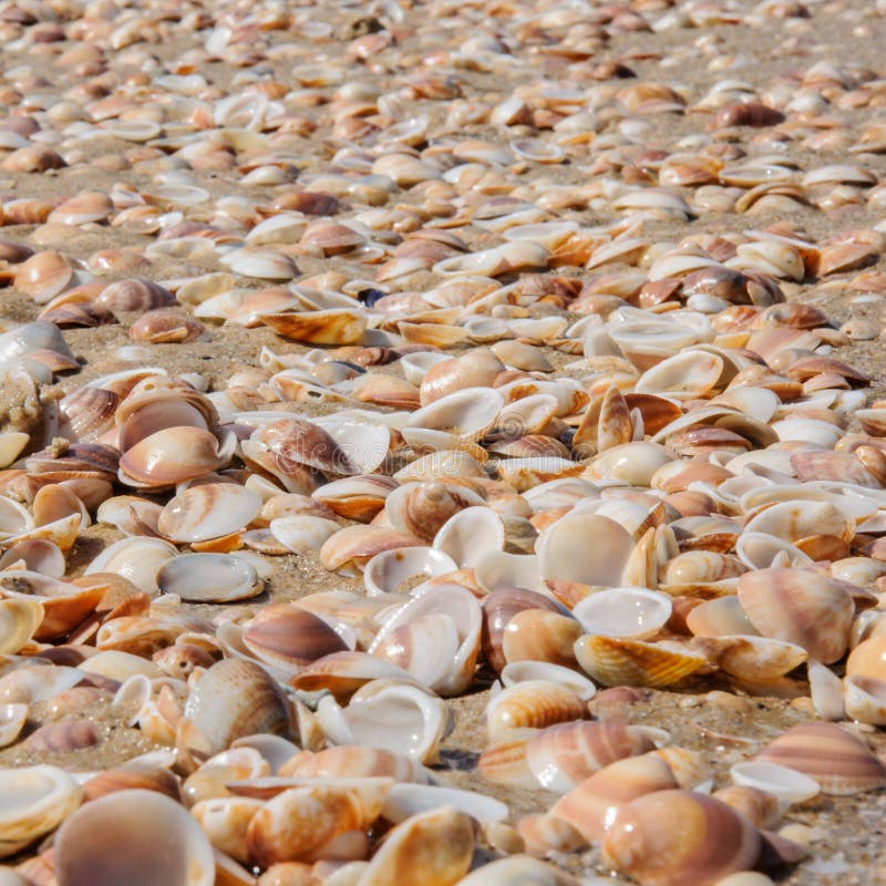 Sand and shells background stock image. Image of frame - 46962471