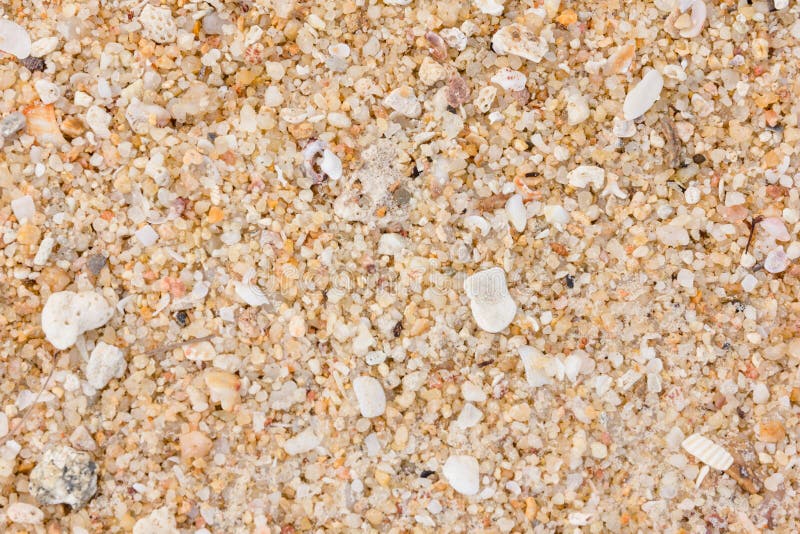 Sand and Shells on the Beach Stock Image - Image of relax, outdoor ...
