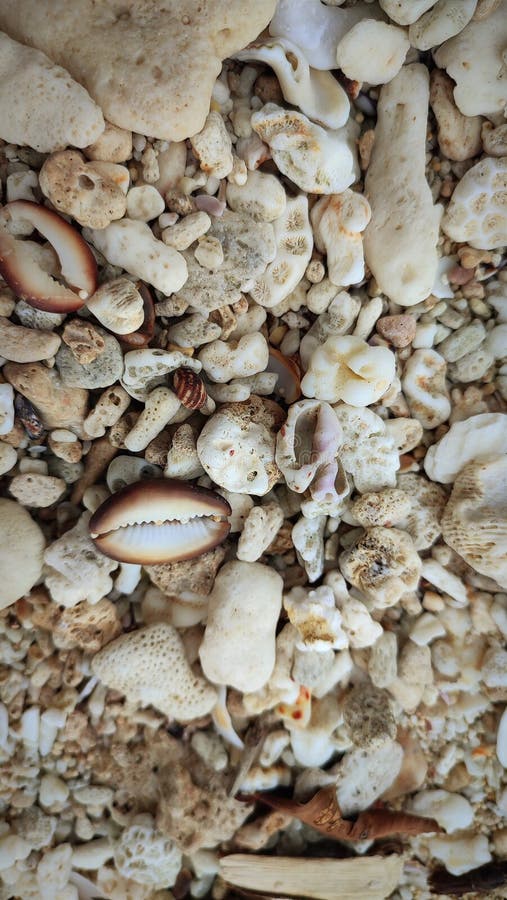 Sand and Shells from a Beach Stock Photo - Image of beach, sand: 265173574
