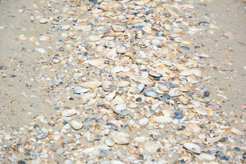 Sand with Shells. Beach Sand on Sea Shore Stock Photo - Image of dune ...