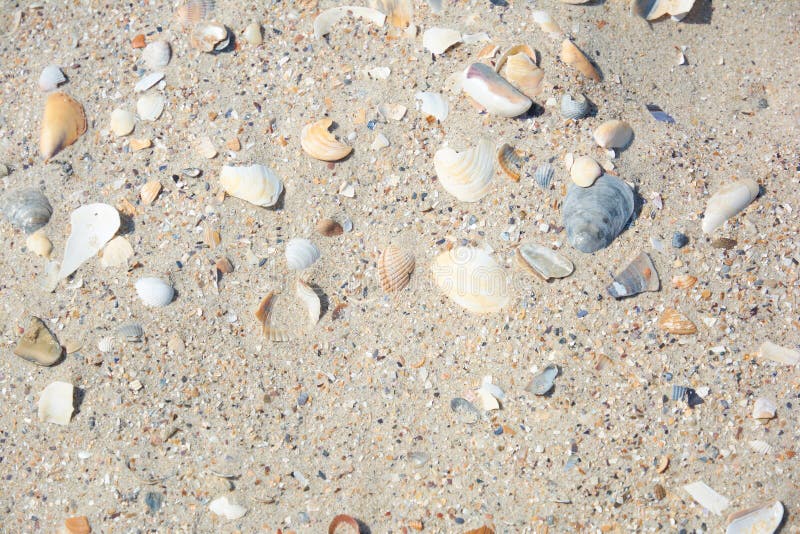 Sand with Shells. Beach Sand on Sea Shore. Texture of Natural Sand with ...