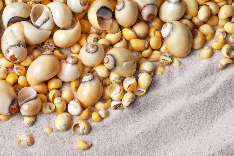 Sand and shells stock photo. Image of exotic, closeup - 49926440