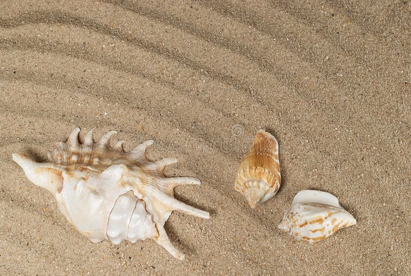 Sand with shells stock image. Image of coast, colors - 31201669