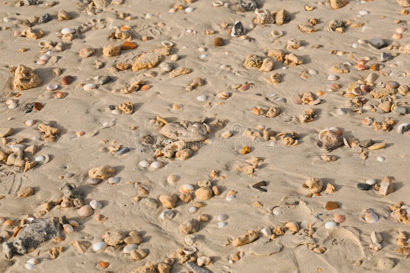Sand Shells and Pebbles As a Background. Flat Lay with Space for Text ...