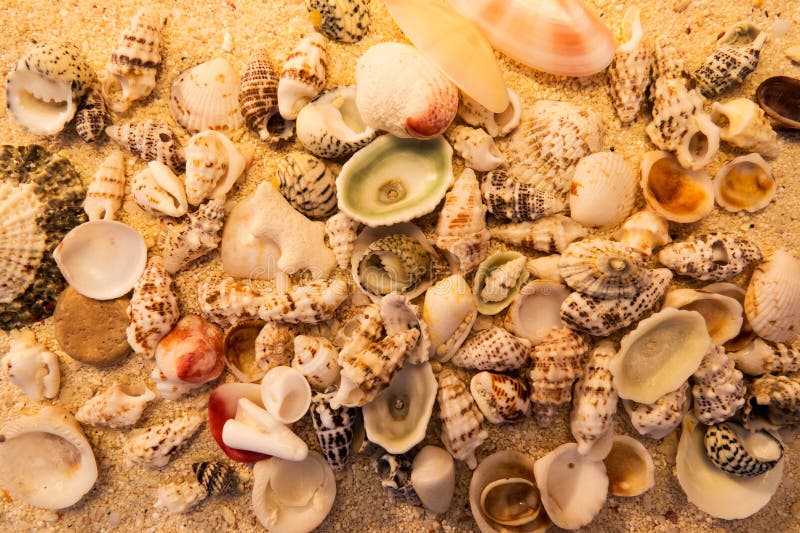 Sand and Shells stock image. Image of sandy, pattern - 84488251