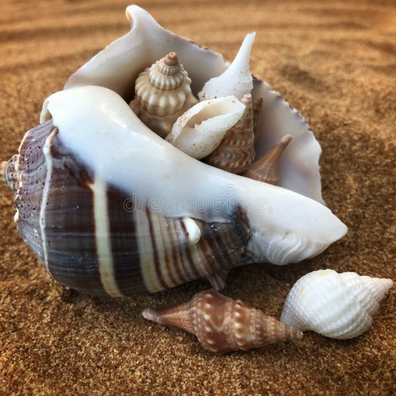 Sand and Shells stock photo. Image of shells, together - 148998414