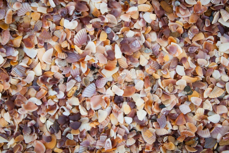 Sand shells. stock image. Image of summer, light, border - 32350229