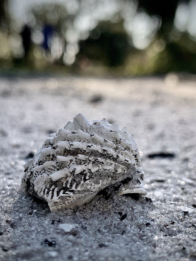 Sand and shells stock image. Image of shells, sand, spiky - 182720251