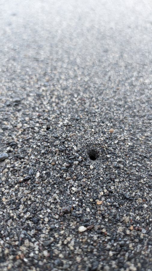 Sand soil sea tarmac stock photo. Image of soil, wildlife - 260804522