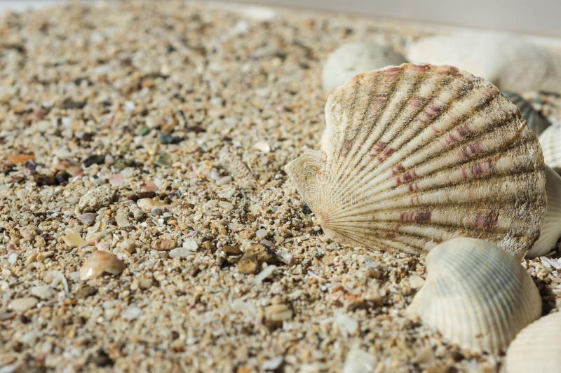 Sand and some sea shells stock image. Image of sand, travel - 52665079