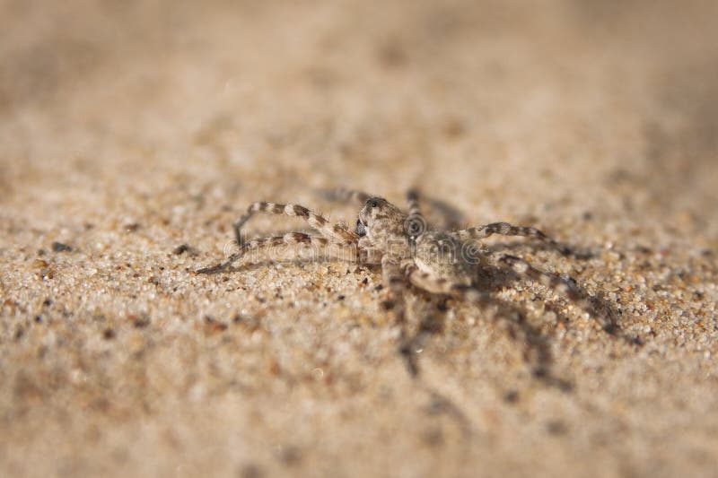 Sand spider stock photo. Image of spider, sunlight, poisonous - 50033526