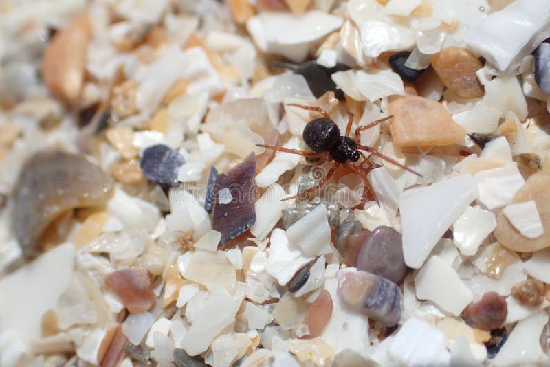 Sand spider stock image. Image of colorful, microscope - 53016529