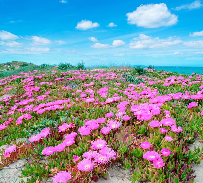 Sand in spring stock photo. Image of landscape, succulent - 30615436