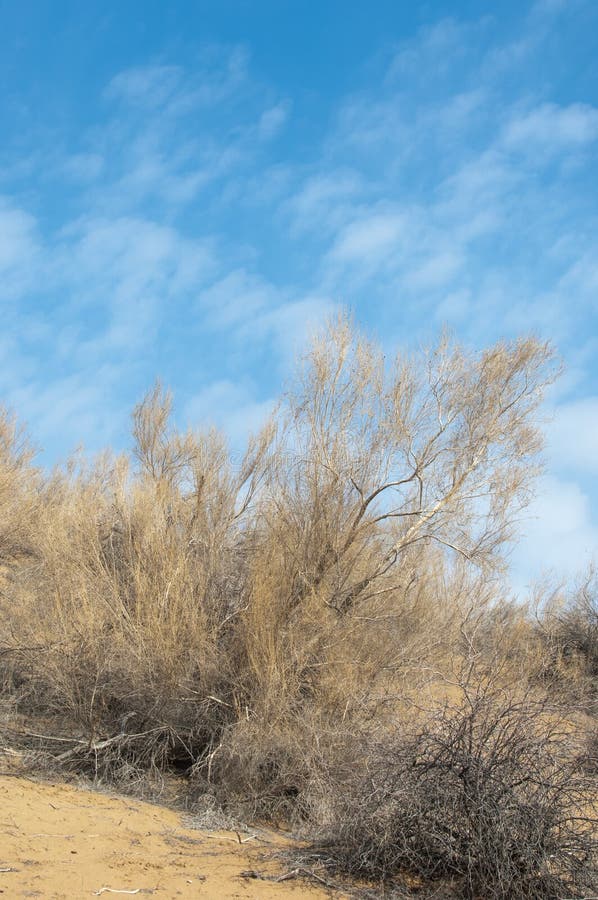 Sand spring steppe stock image. Image of botany, grass - 122256587