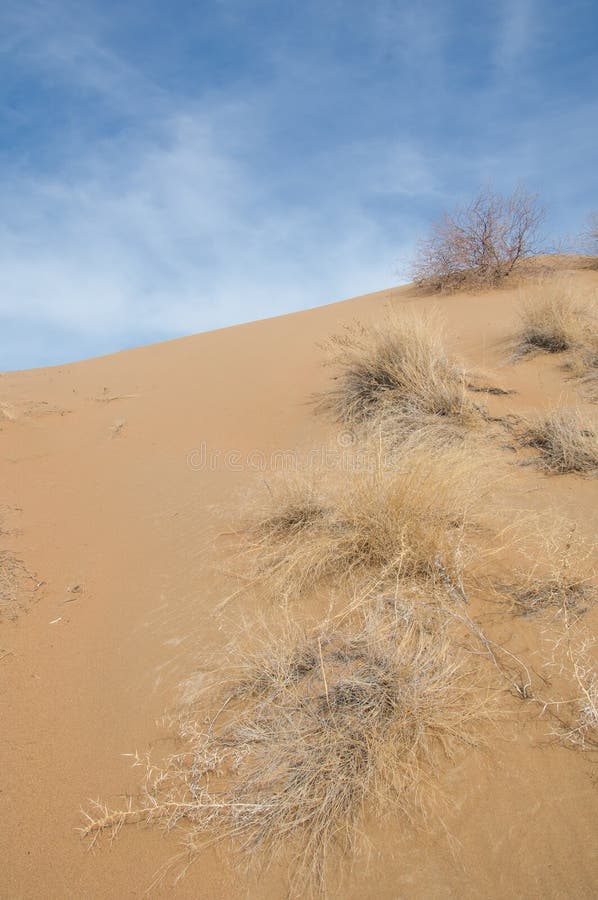 Sand in spring stock photo. Image of landscape, succulent - 30615436
