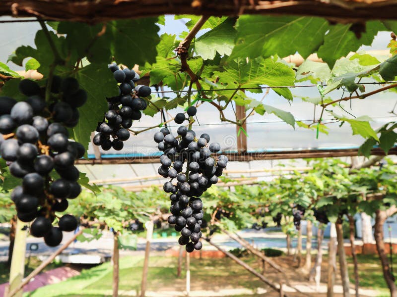 Sand Stone Texture Background of Grape Tree in Garden Under Summer ...