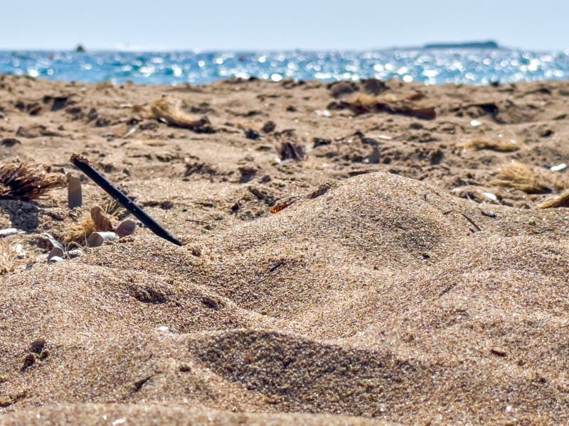 Sand Structure, Texture with Small Piles, Shells, Sand Grains and Wood ...