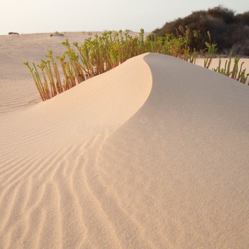 Sand surface stock photo. Image of cremnium, crest, natural - 20778262