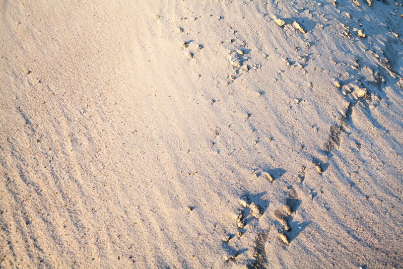 Sand surface stock photo. Image of site, gritty, coast - 183451364