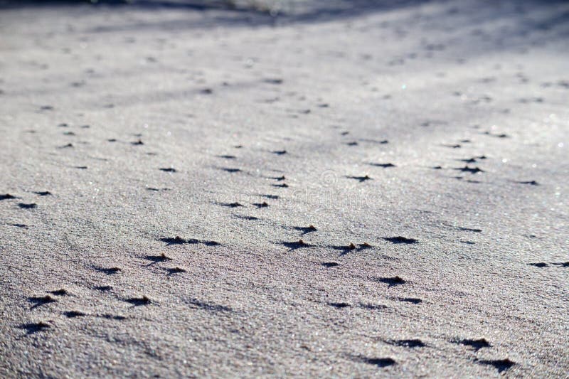.Sand Surface with Small, Dark Spots Stock Image - Image of white ...