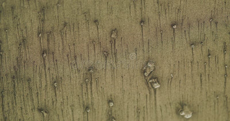 Sand Texture Background Particles Flow Beige Grain Stock Video - Video ...