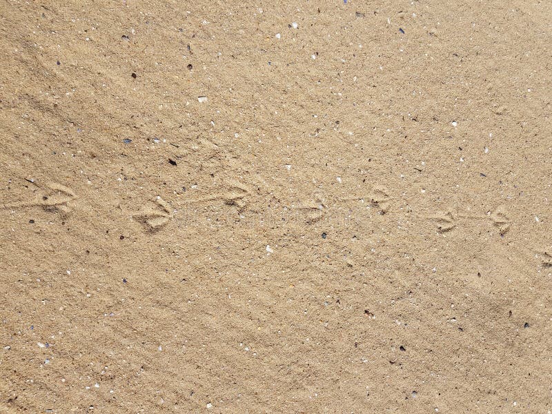 Sand Texture, Bird Footprints Stock Photo - Image of texture ...