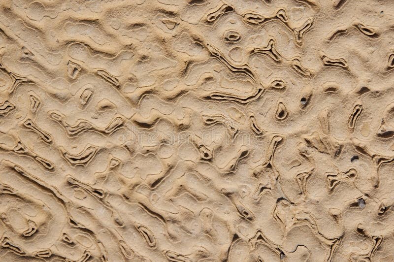 Sea Fossils editorial stock photo. Image of fossil, ocean - 505648
