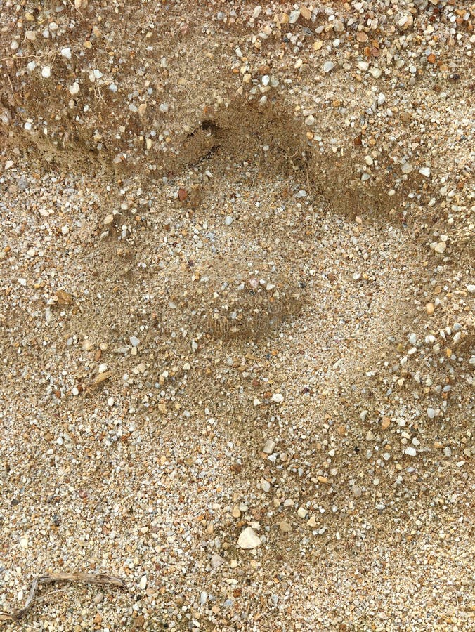 Sand Texture with Footprints Stock Photo - Image of track, natural ...